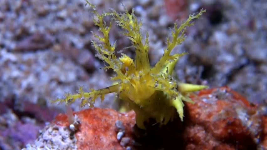 Yellow Sea Cucumber (colochirus Robustus) Stock Footage Video (100% ...