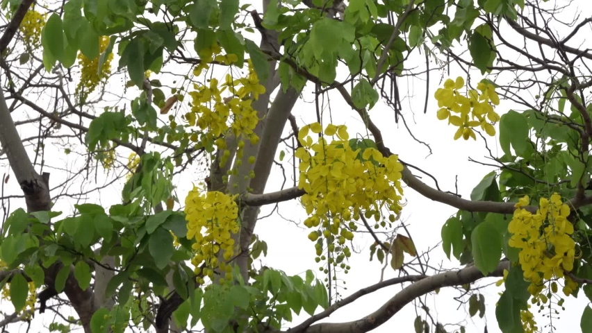 Cassia Fistula Tree Stock Video Footage - 4K and HD Video Clips ...