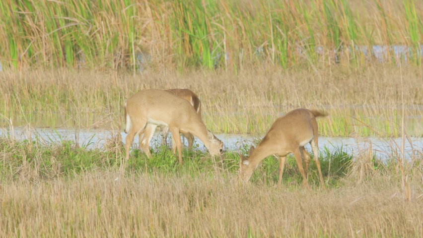 Fawn Videos: 4K and HD Video Clips for Download