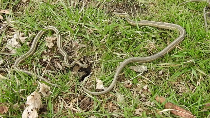 Common Garter Snake Stock Video Footage - 4K and HD Video Clips ...