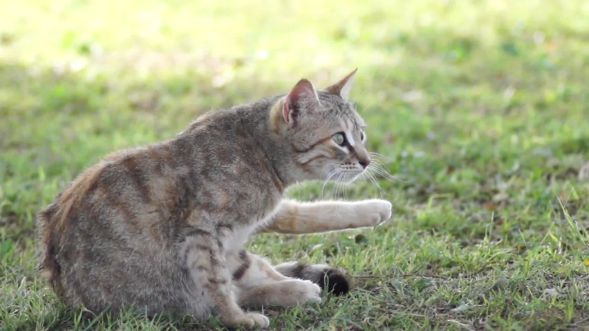 Mau Cat Stock Video Footage - 4K and HD Video Clips | Shutterstock