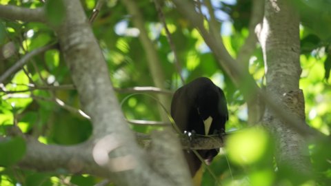 This Video Shows Exotic Bird Grabbing Stock Footage Video (100% Royalty ...