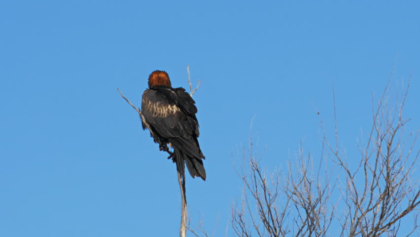 Long Shot of a Black Stock Footage Video (100% Royalty-free) 10695701 ...