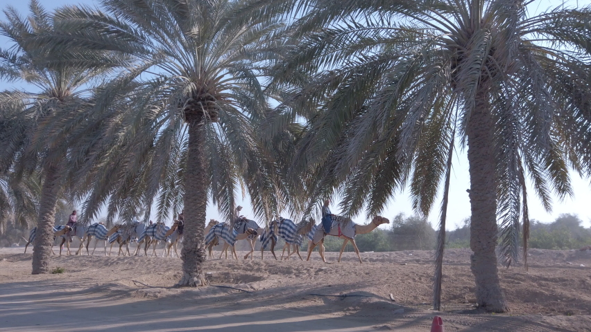 Camel Tree Stock Video Footage - 4K and HD Video Clips | Shutterstock