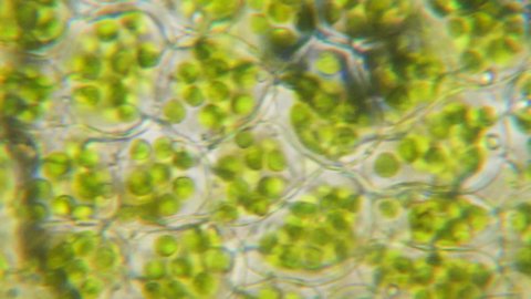 Chloroplast under microscope Stock Video Footage - 4K and HD Video ...