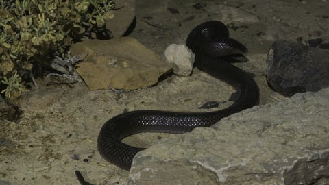 Black Desert Cobra Walterinnesia Aegyptia Night Stock Footage Video ...