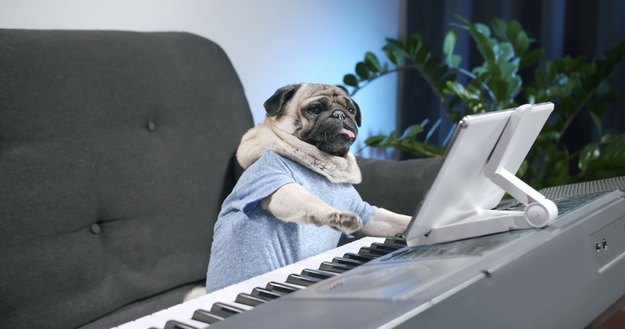 Dog Playing Piano Stock Video Footage - 4K and HD Video Clips ...