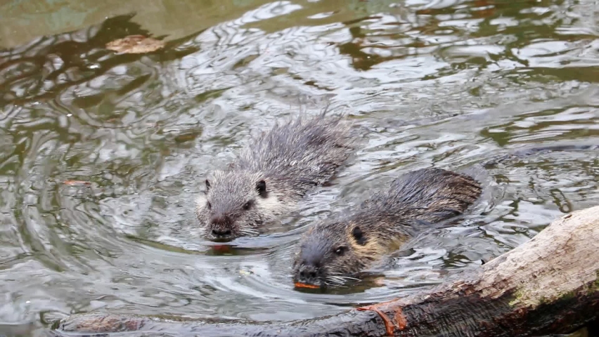 Sensei Stock Video Footage - 4K and HD Video Clips | Shutterstock