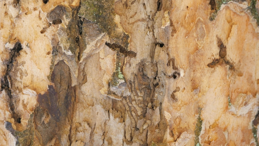 11 Barkless trees Stock Video Footage - 4K and HD Video Clips ...