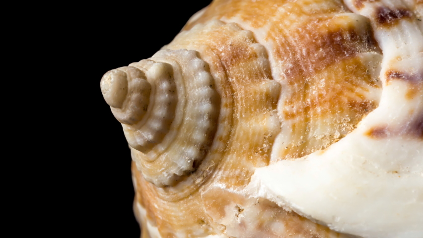 Nautilus Shell On Black Background Stock Video Footage - 4K and HD ...