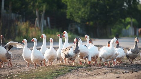 Geese Flap Their Wings Accelerate Take Stock Footage Video (100% ...