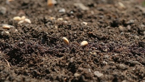 Wheat Seeds Falling On Ground While Stock Footage Video (100% Royalty ...