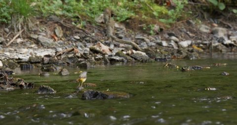 Grey Wagtail Hunting On Sutla River Stock Footage Video (100% Royalty ...
