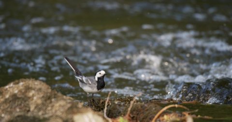 White Wagtail On Stone Sutla River Stock Footage Video (100% Royalty ...