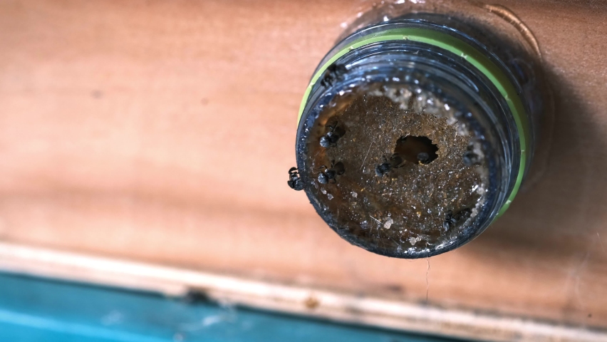 stingless honey bee australian native hive Stock Footage Video (100% ...