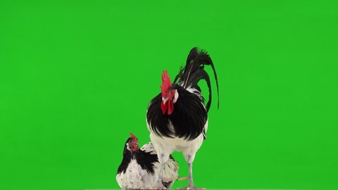 2,464 Green screen chicken Stock Video Footage - 4K and HD Video Clips ...
