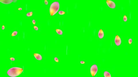 Cherry blossom green screen Stock Video Footage - 4K and HD Video Clips ...