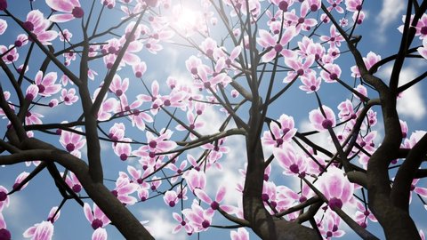 Magnolia Blossom Blossoming Tree Animated Background Stock Footage ...