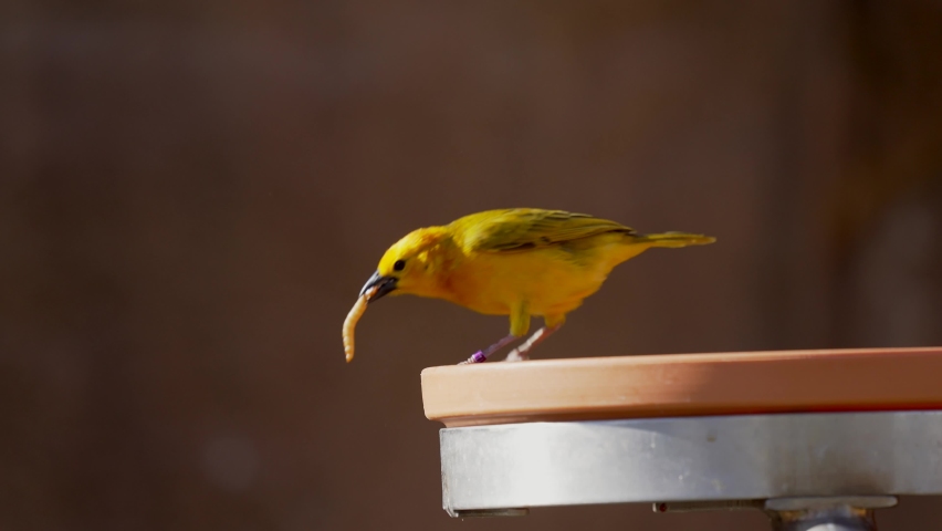 this video shows yellow bird grabbing Stock Footage Video (100% Royalty ...