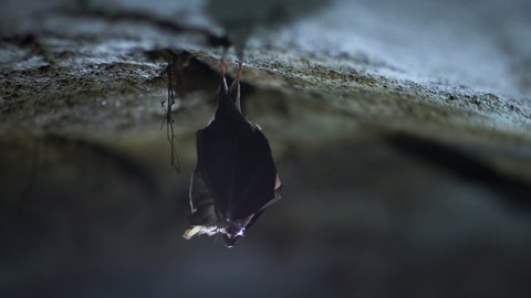 Close Small Awake Horseshoe Bat Staring Stock Footage Video (100% ...