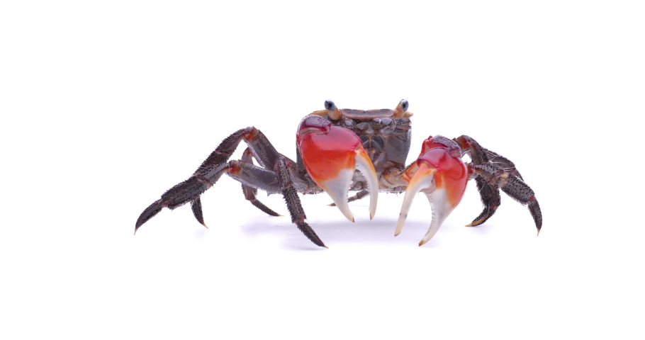 Claws Numbers Stock Video Footage - 4K and HD Video Clips | Shutterstock