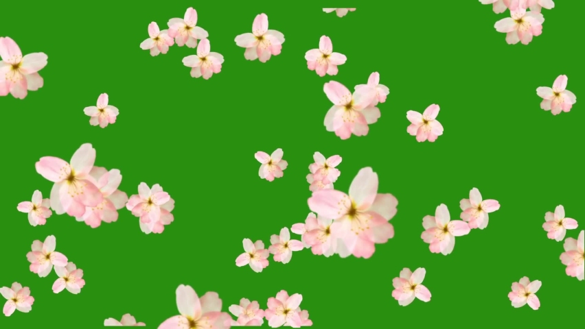 Cherry blossom green screen Stock Video Footage - 4K and HD Video Clips ...