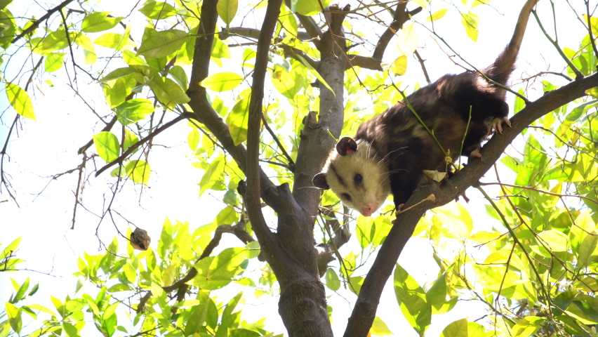 Possum Sitting in Orange Tree. Stock Footage Video (100% Royalty-free ...