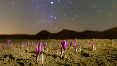 1,440 Flower Field At Night Stock Video Footage - 4K and HD Video Clips ...