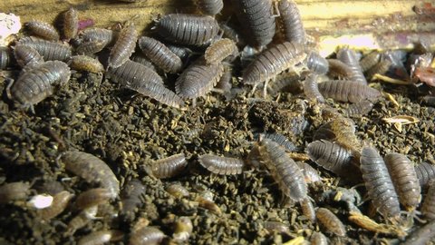 Woodlouse Woodlice Crustacean Monophyletic Suborder Oniscidea Stock ...