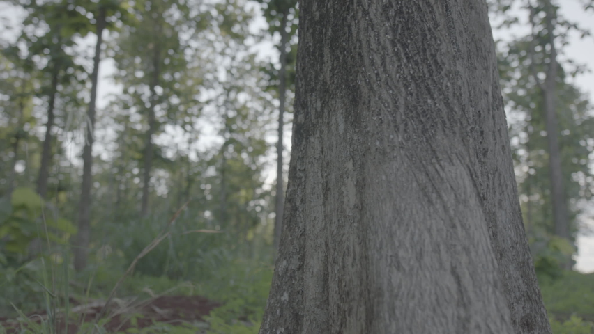 Teak Wood Forest Stock Video Footage - 4K and HD Video Clips | Shutterstock