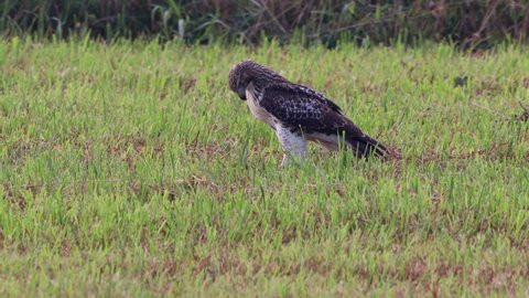 Red Tailed Hawk Walking Around Grass Stock Footage Video (100% Royalty ...