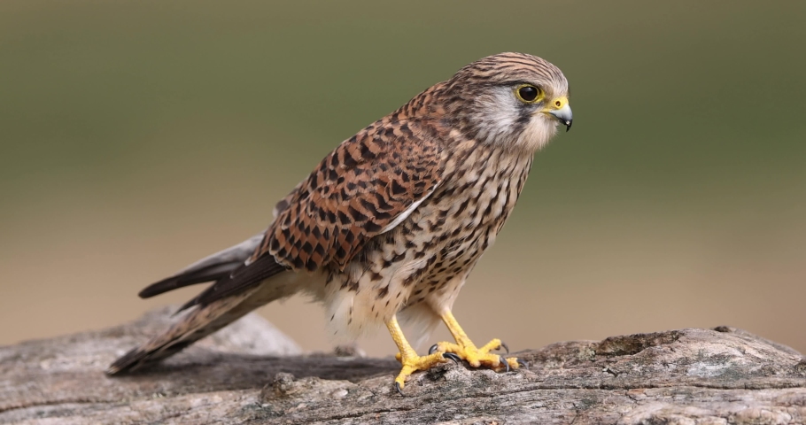 Falconidae Family Stock Video Footage - 4K and HD Video Clips ...