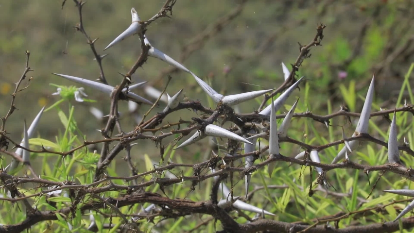 Prosopis Juliflora Plant Stock Video Footage - 4K and HD Video Clips ...