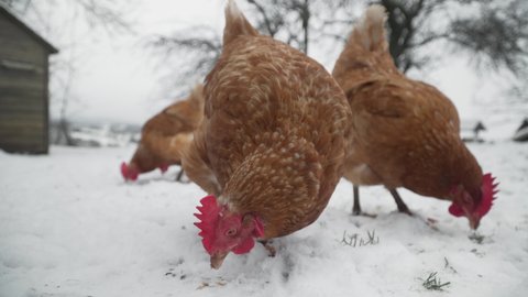 803 Poultry snow Stock Video Footage - 4K and HD Video Clips | Shutterstock