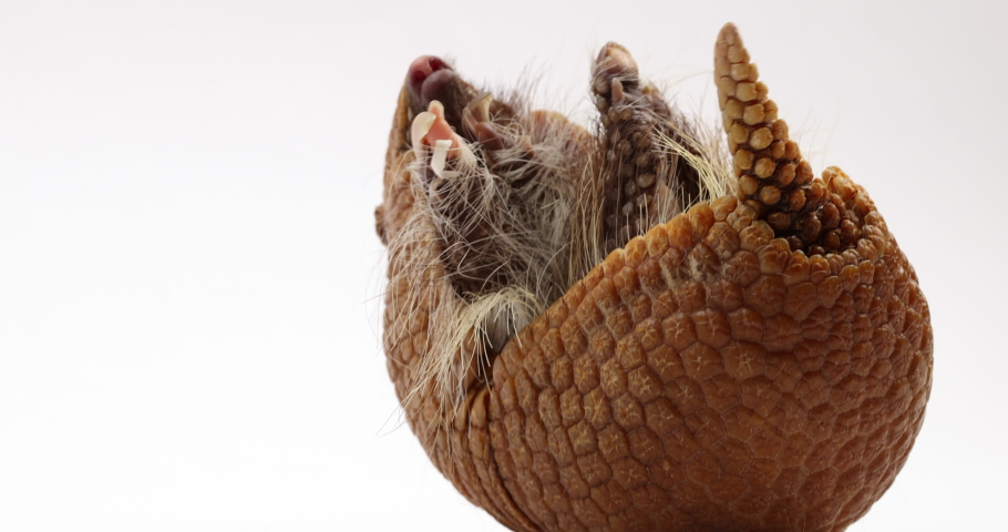 Armadillo Fondo Blanco Stock Video Footage - 4K and HD Video Clips ...