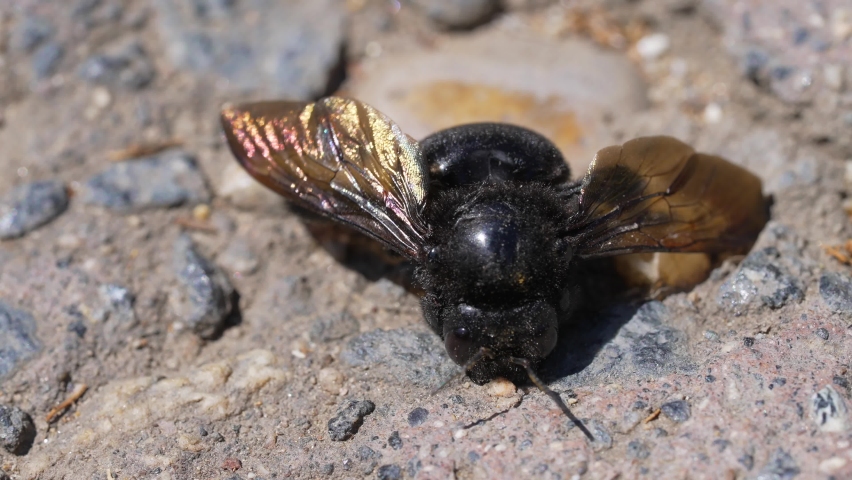 1 Bumble bee scarab beetles Stock Video Footage - 4K and HD Video Clips ...