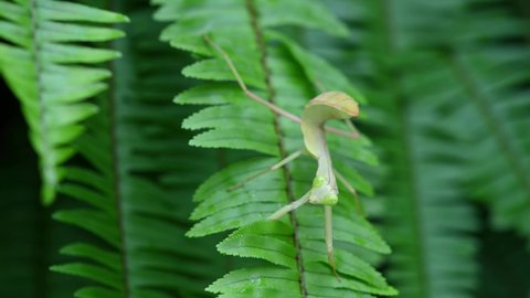 Praying Mantis Rhombodera Megaera Thailand Individual Stock Footage ...