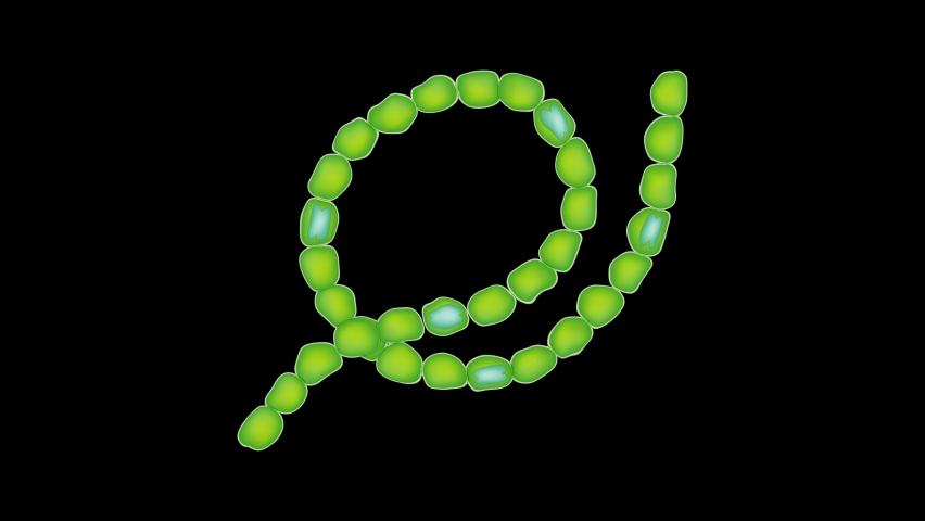 biological animation living cyanobacteria nostoc genus Stock Footage ...