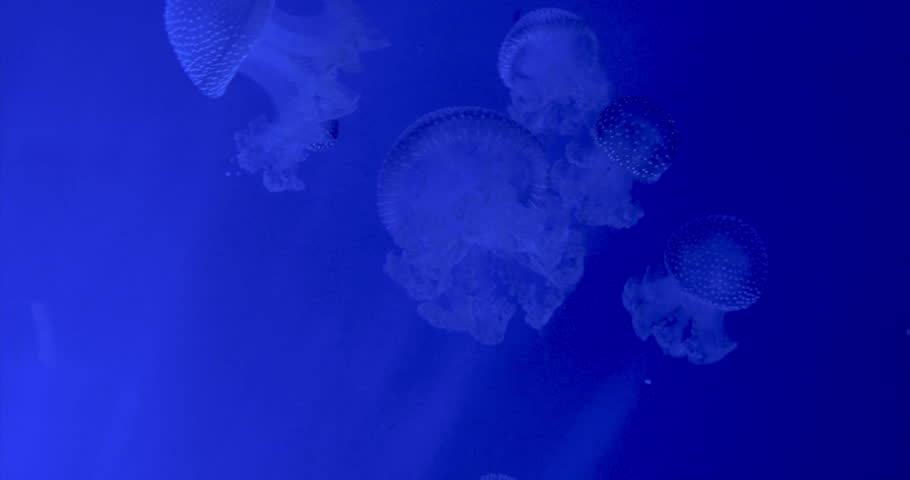 Floating Bell Jellyfish in Blue Stock Footage Video (100% Royalty-free ...