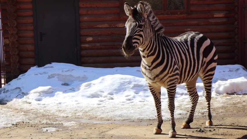 Zoo World Stock Video Footage - 4K and HD Video Clips | Shutterstock