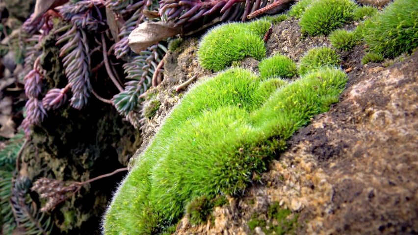 Takakiopsida Stock Video Footage - 4K and HD Video Clips | Shutterstock