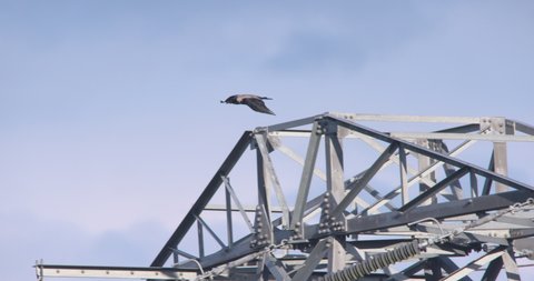 Hooded Crow Scavenger Bird Flying Diving Stock Footage Video (100% ...