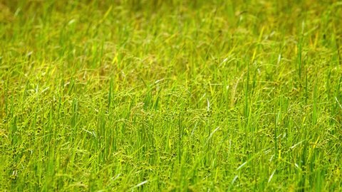 Birds Feeding Flying Rice Paddy Agriculture Stock Footage Video (100% ...