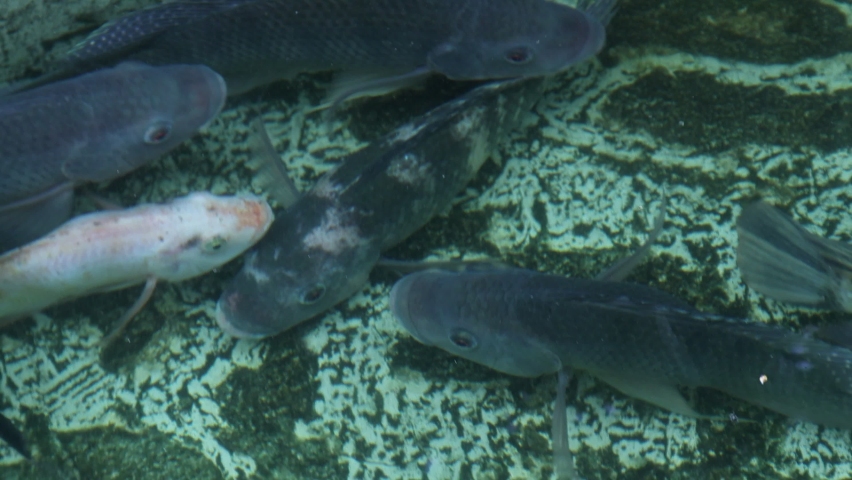 underwater view murky pond weed fish Stock Footage Video (100% Royalty ...