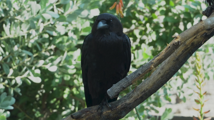 Fan Tailed Raven Stock Video Footage - 4K and HD Video Clips | Shutterstock