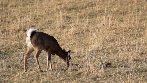 Deer Pooping Bozeman Montana Stock Footage Video (100% Royalty-free ...
