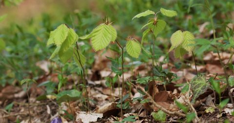 Sapling Fagus Sylvatica European Beech Common Stock Footage Video (100% ...
