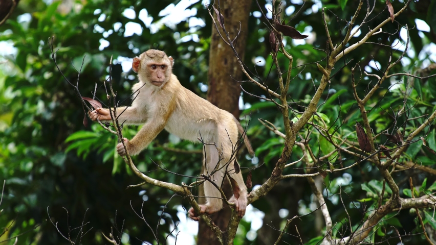 monkey shakes branch shaking dry tree Stock Footage Video (100% Royalty ...
