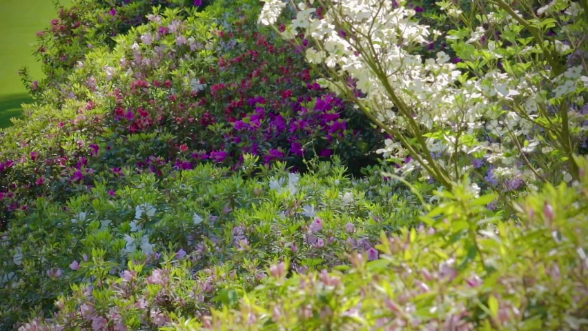 378 Heather texture Stock Video Footage - 4K and HD Video Clips ...