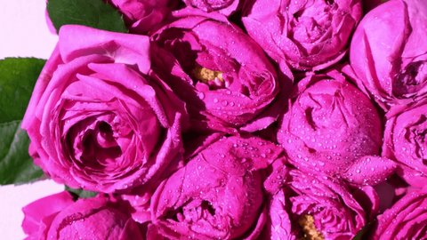 Beautiful Spring Flowers Rotating Pink Roses Stock Footage Video (100% ...